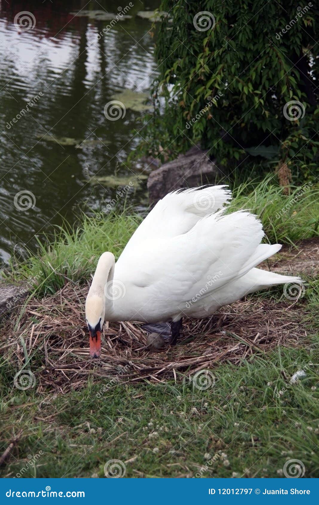 Nesting swan stock image. Image of water, nature, swan - 12012797