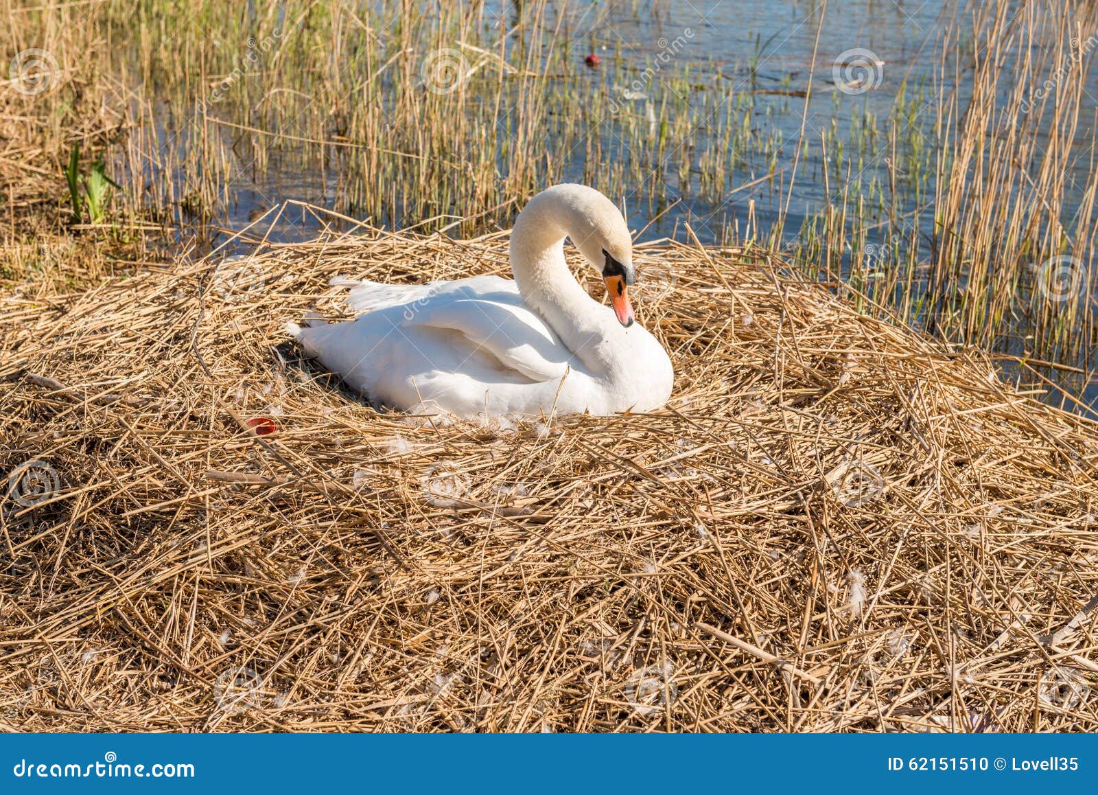 Nesting swan stock photo. Image of large, season, species - 62151510