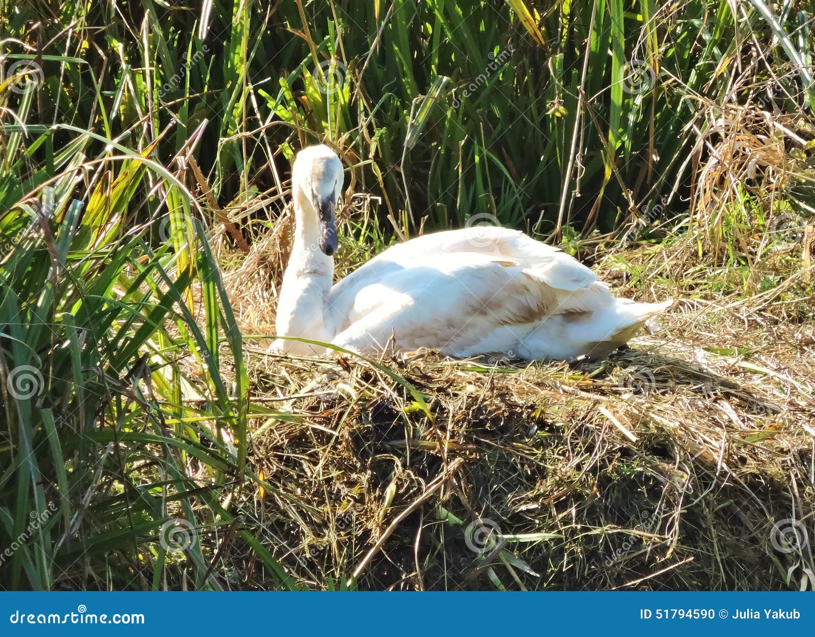 Nesting swan. stock photo. Image of outdoor, reeds, swan - 51794590