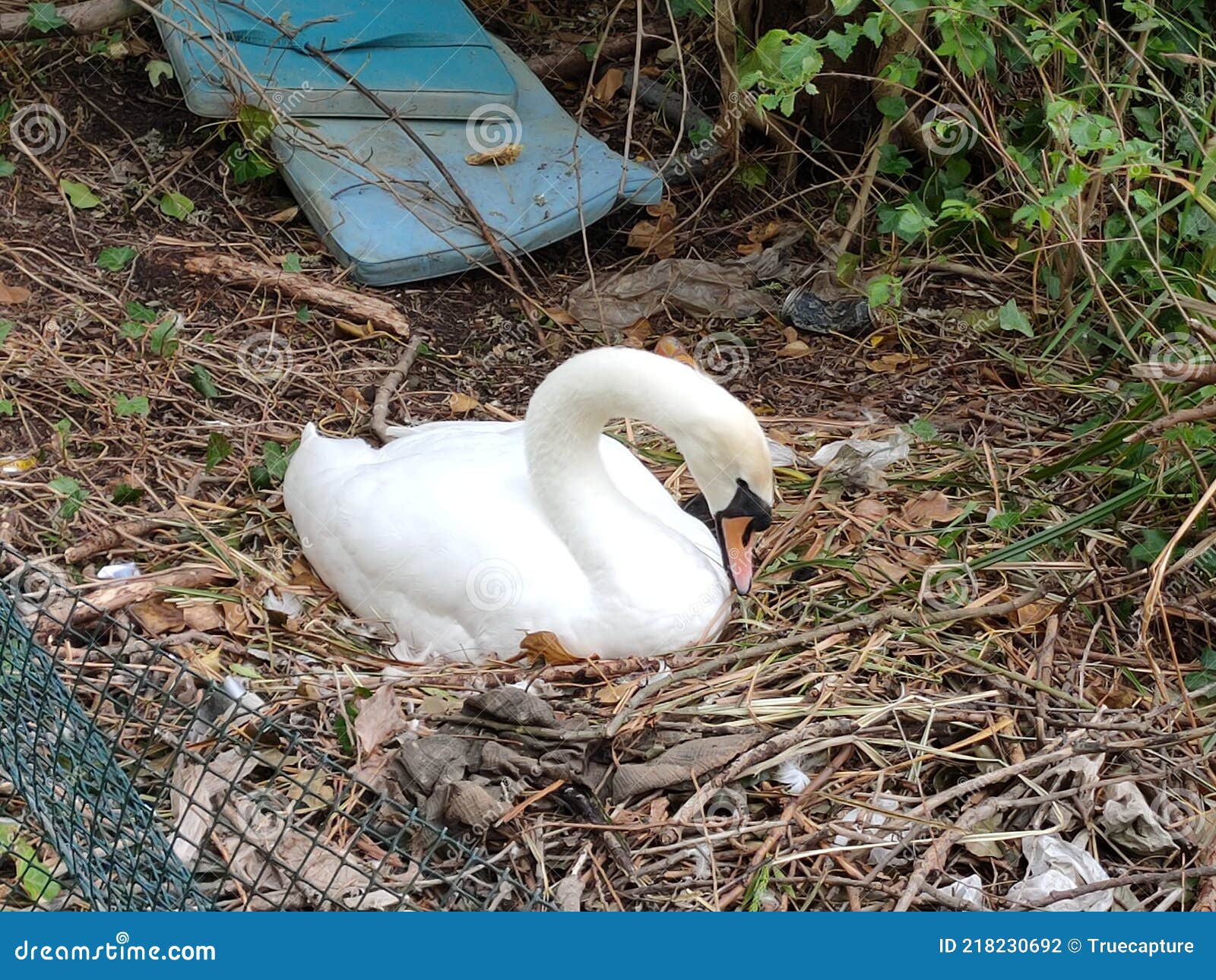 Nesting Swan Sitting on Eggs Hatching Stock Photo - Image of swan, bird ...