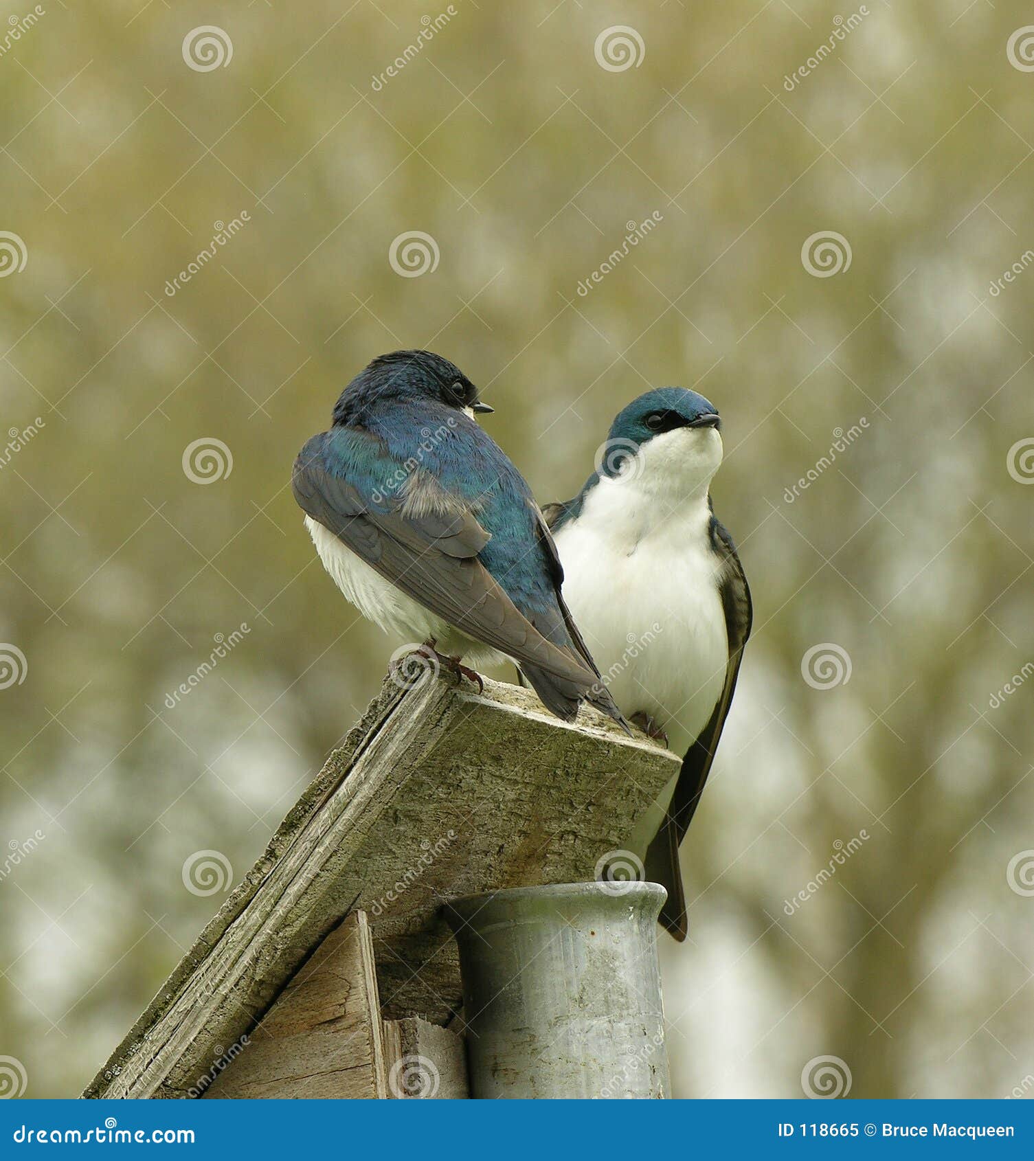 Nesting Tree Swallows stock image. Image of outdoors, nesting - 118665