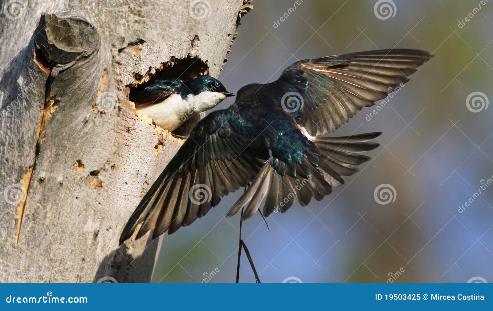 Nesting Tree swallows stock image. Image of nest, blue - 19503425
