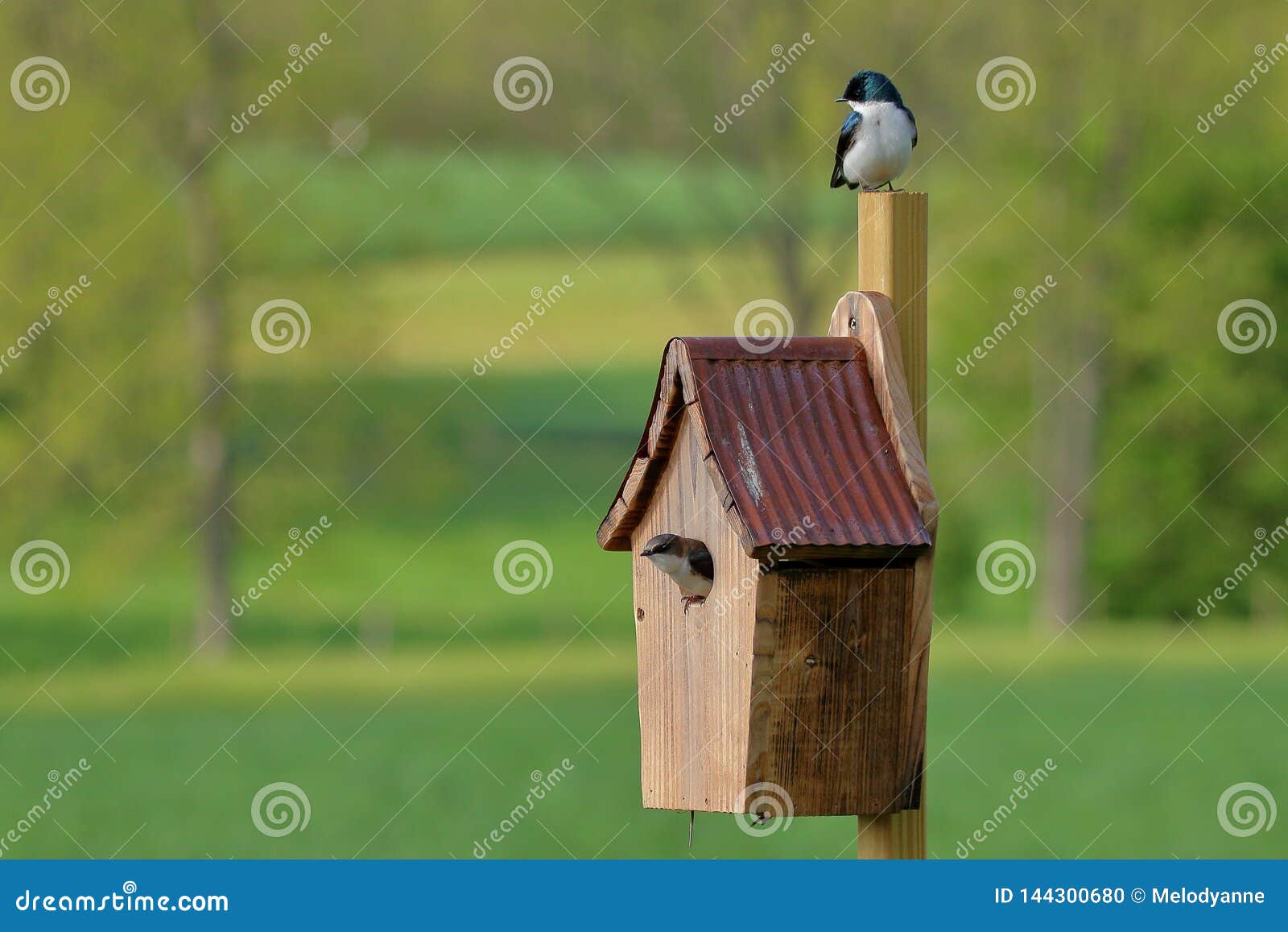 Nesting Tree Swallows stock photo. Image of swallow - 144300680