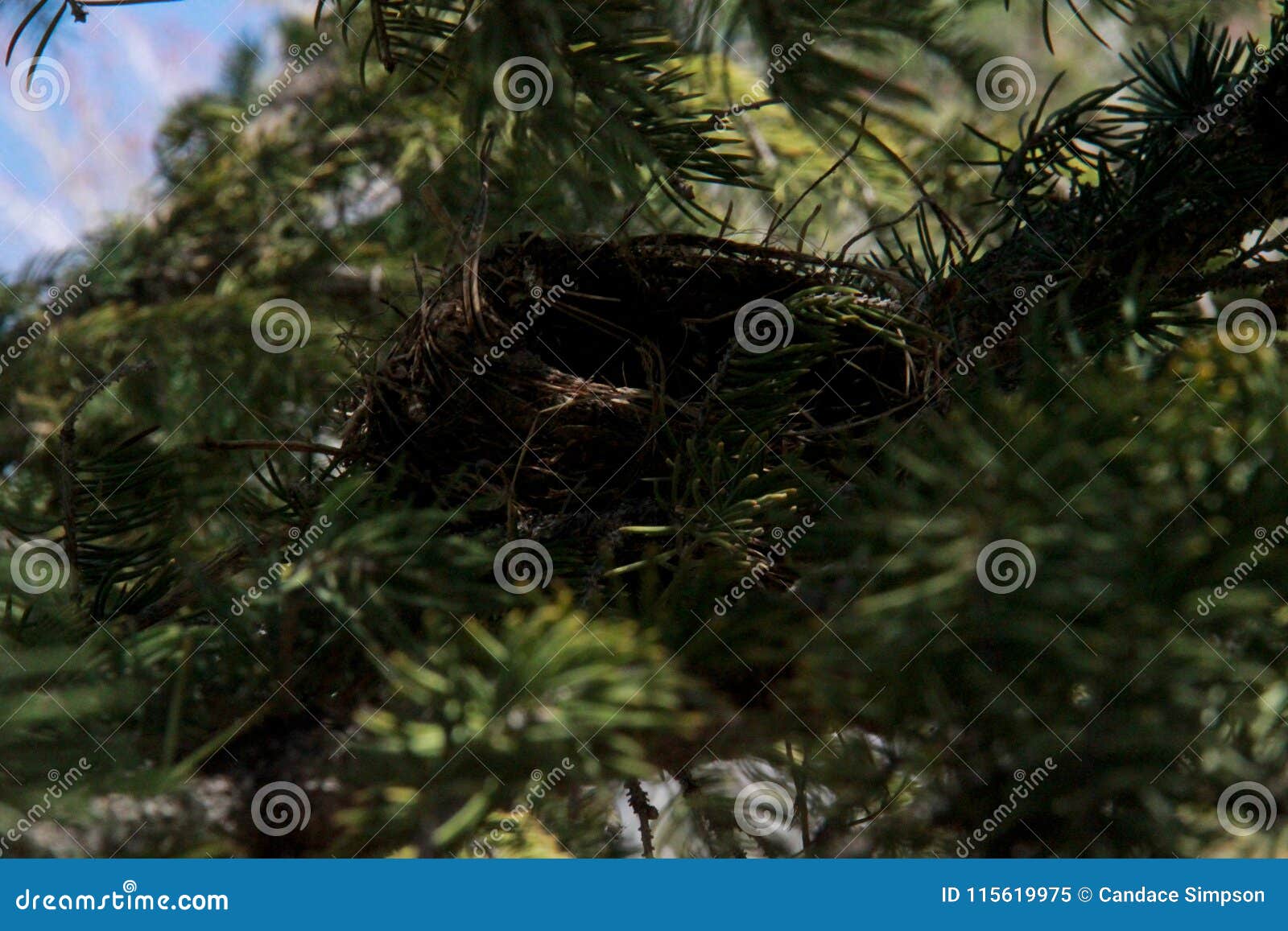 Nesting in the trees stock image. Image of nest, black - 115619975