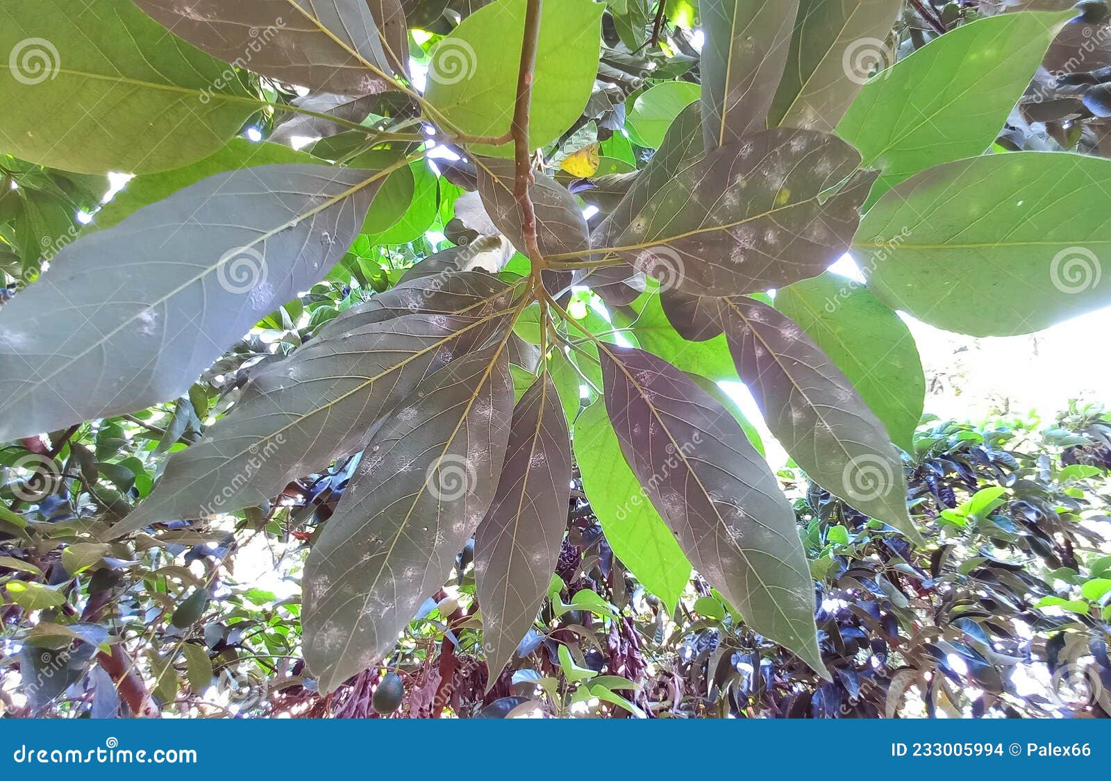 Nesting Whitefly on an Avocado Stock Photo - Image of macro, bemisia ...