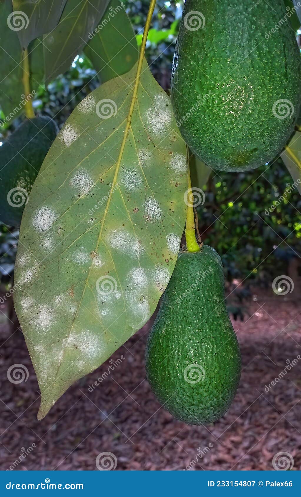 Nesting Whitefly on an Avocado Stock Image - Image of leaf, insects ...