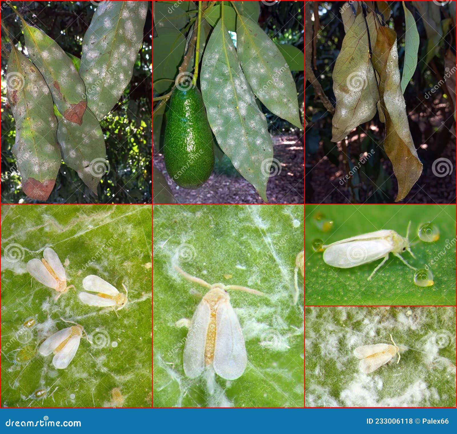 Nesting Whitefly on an Avocado Stock Photo - Image of hemiptera, nature ...
