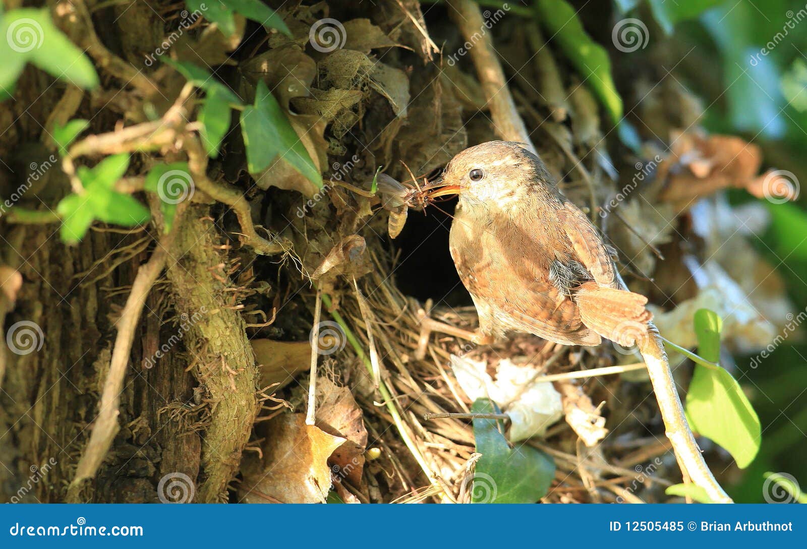 Nesting wren. stock image. Image of feather, tree, bird - 12505485