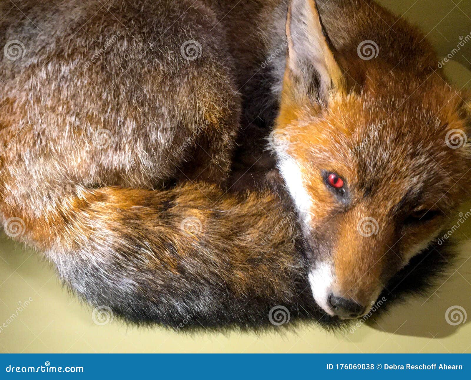 Nestled Red Fox Curled Up in a Ball Stock Photo - Image of mammal ...