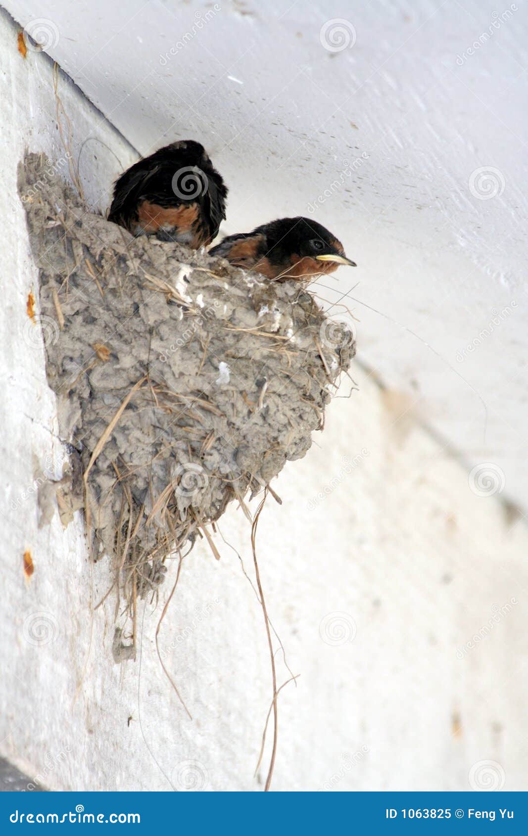 Nestling stock image. Image of children, mouth, eave, cute - 1063825