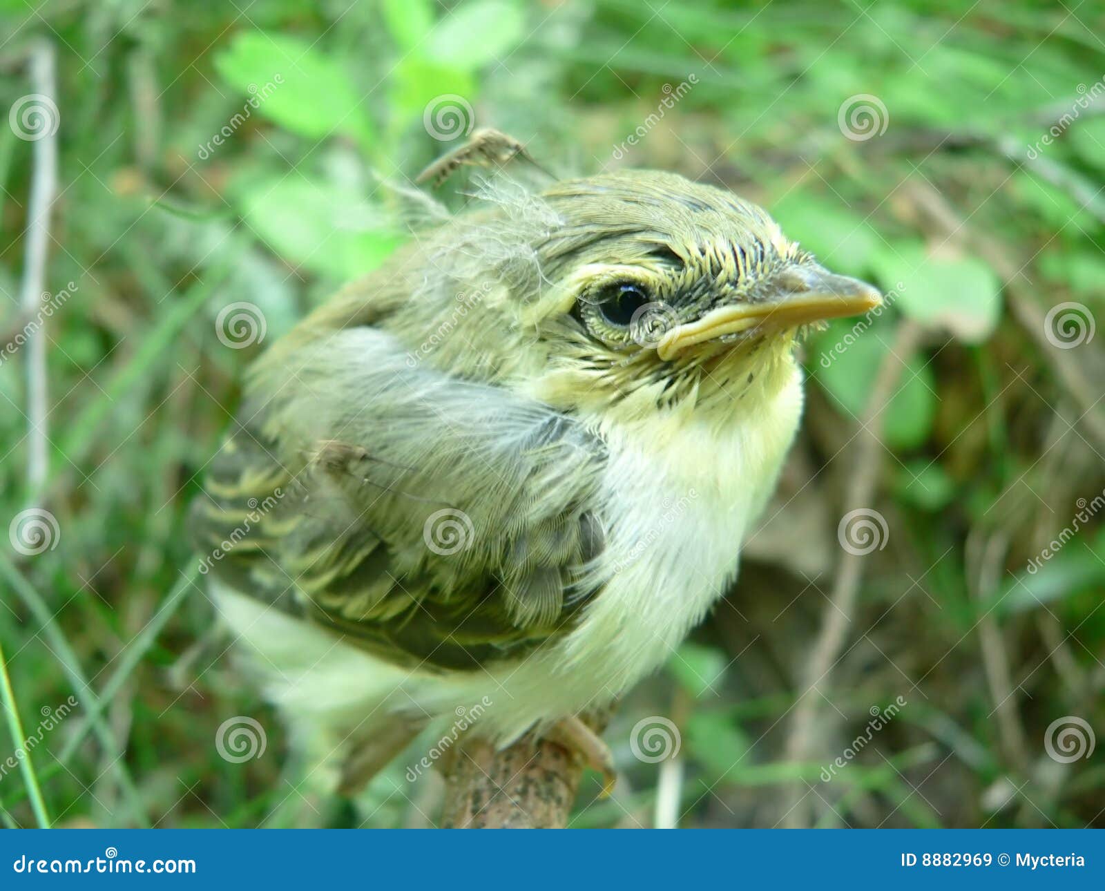 Nestling stock image. Image of fledgling, beauty, contemplation - 8882969