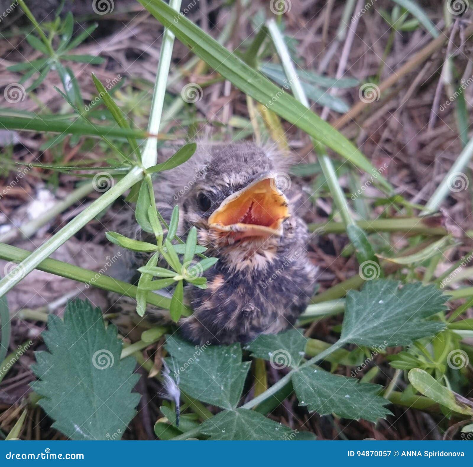 Nestling in the forest stock image. Image of bird, nest - 94870057