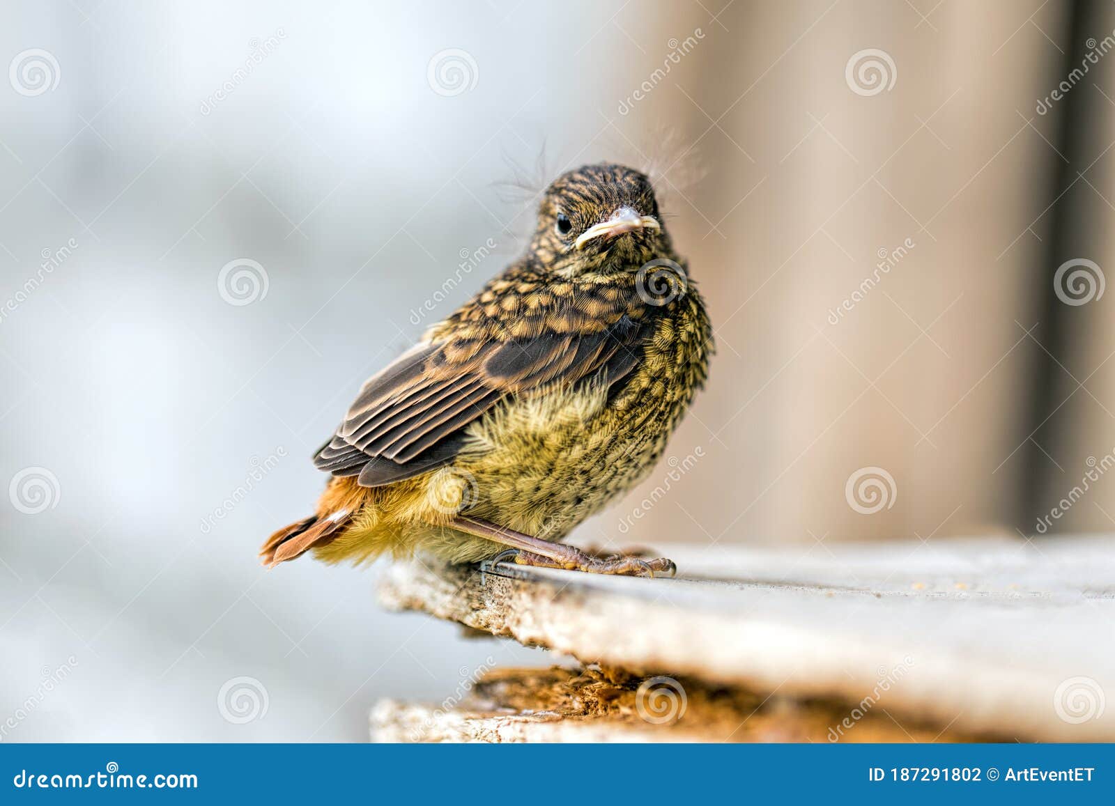 Nestling of the Gray Thrush Stock Photo - Image of sitting, tail: 187291802
