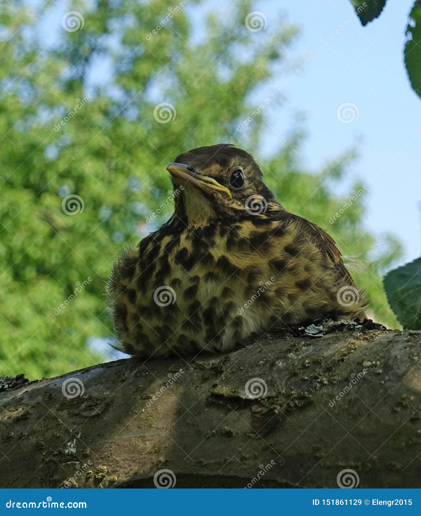 Nestling Gray Thrush Close-up Stock Image - Image of conservation ...