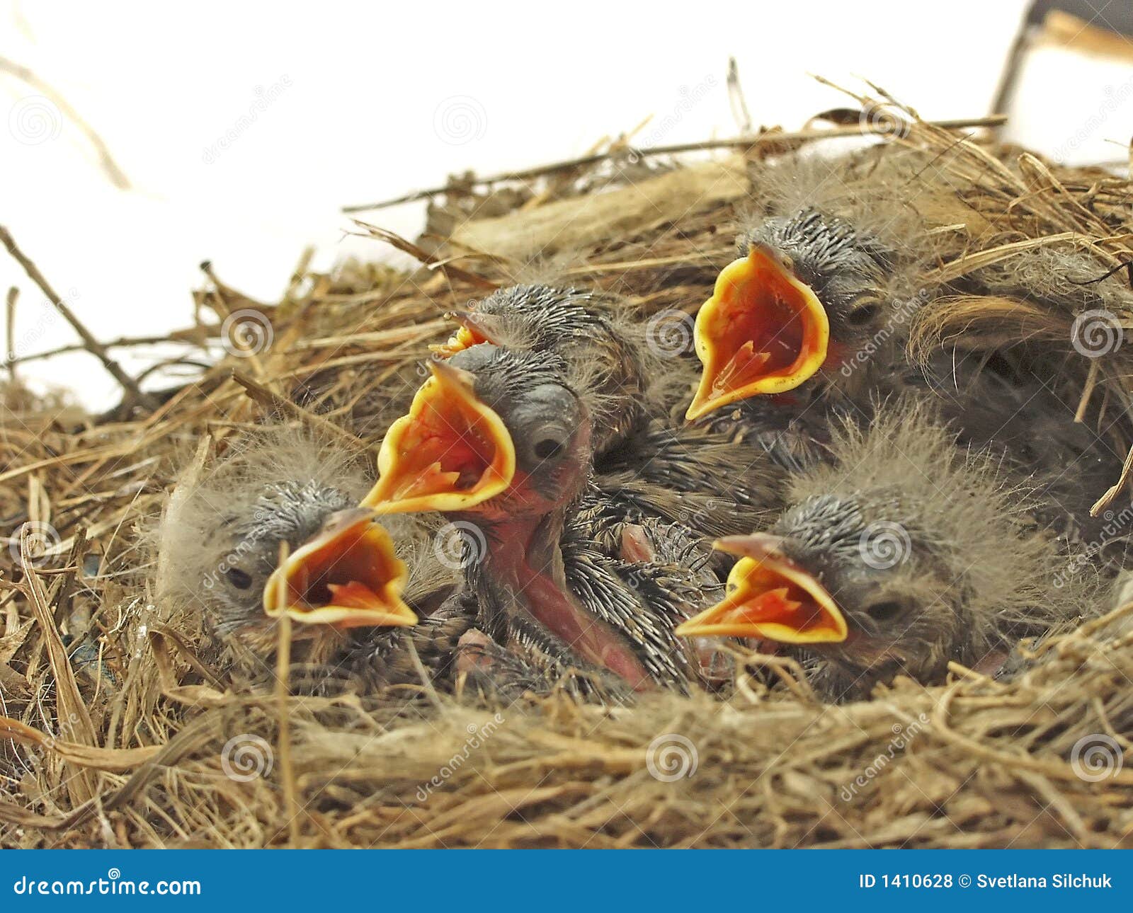 Nestling in a nest stock photo. Image of birds, defence - 1410628