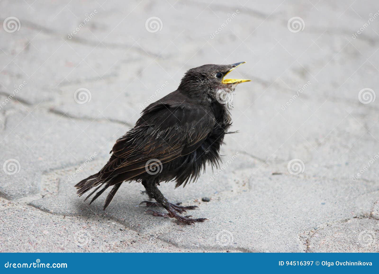 Nestling of the Starling Sits on the Ground in the Spring Stock Image ...