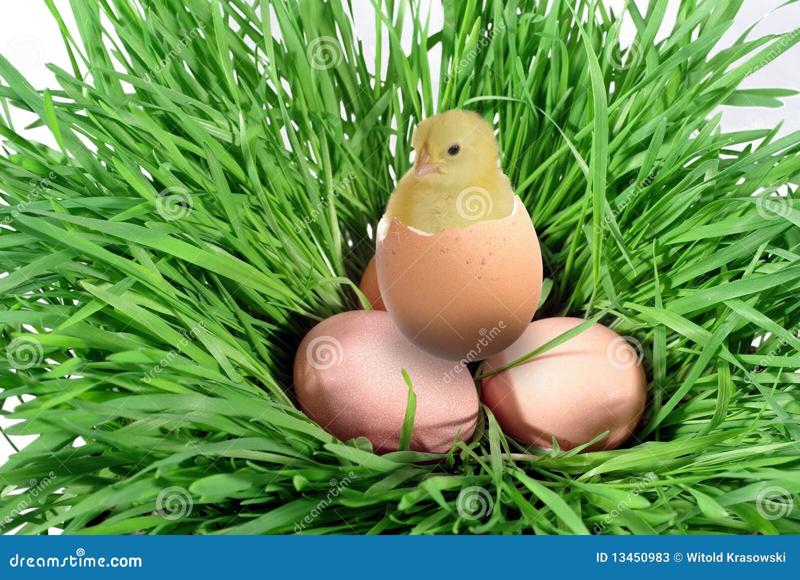 Nestling Und Shell Der Eierschale Stockbild - Bild von nave, fäserchen ...