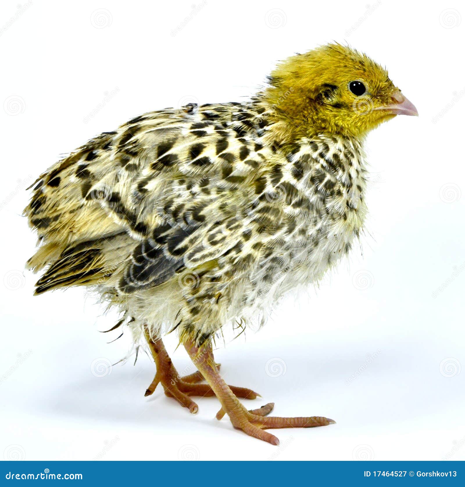 Nestling of Yellow Quail Strain Stock Image - Image of natural, animal ...
