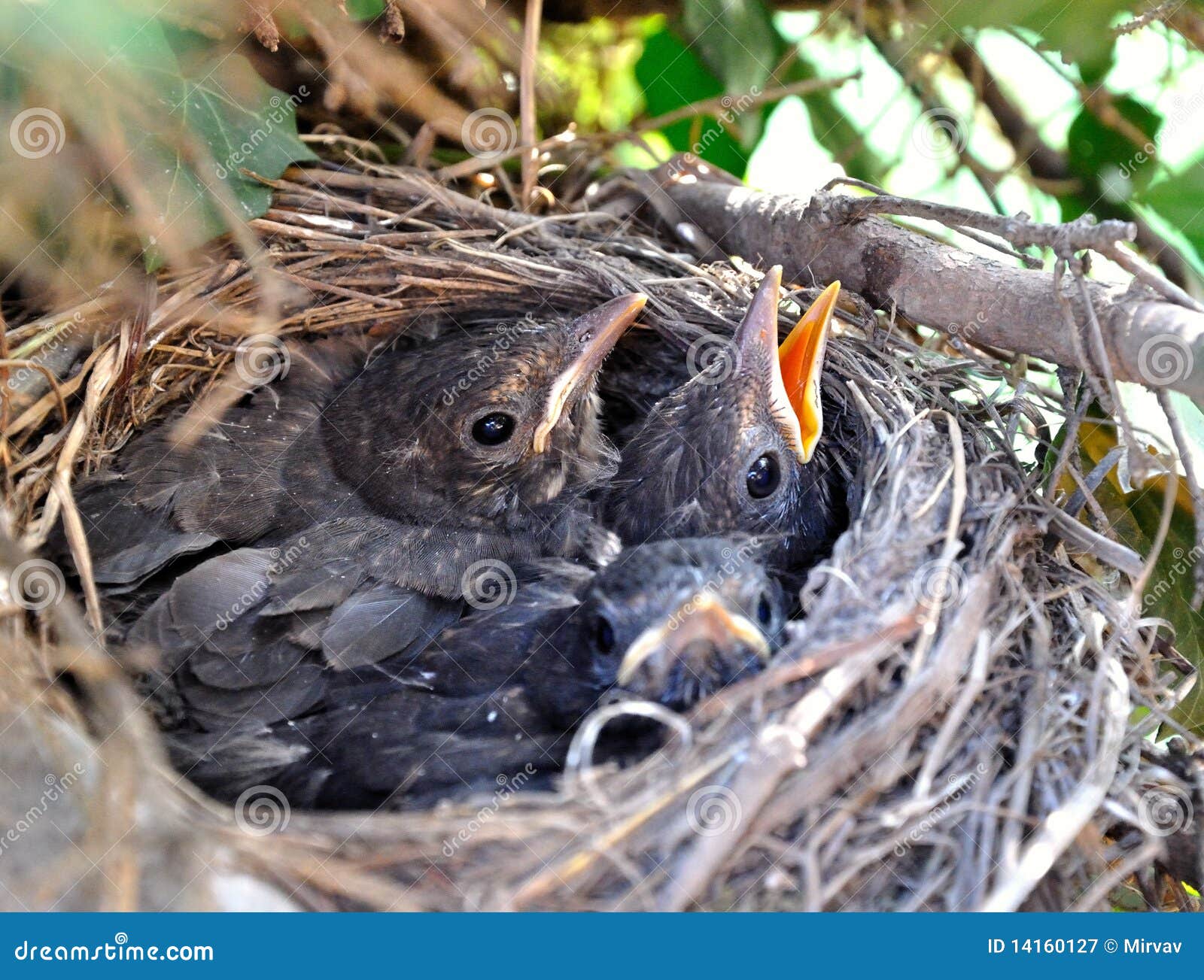 The nestlings. stock image. Image of nest, newborn, mouth - 14160127
