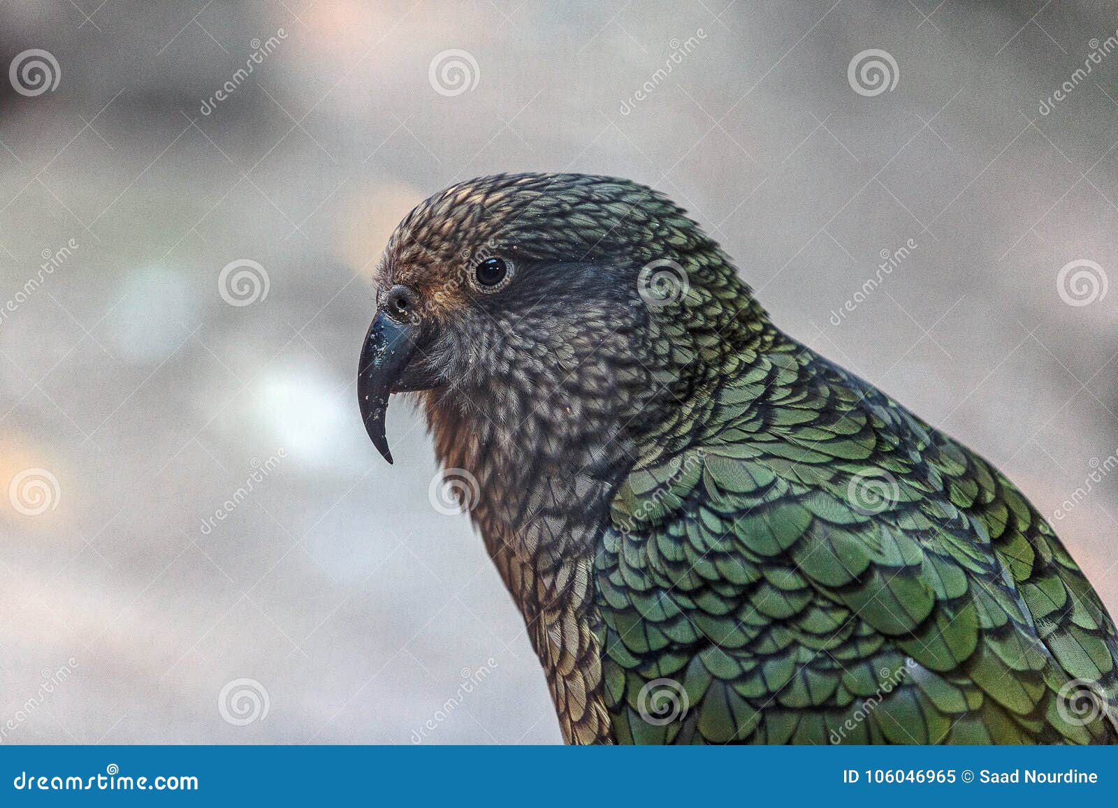 Nestor notabilis stock image. Image of look, background - 106046965