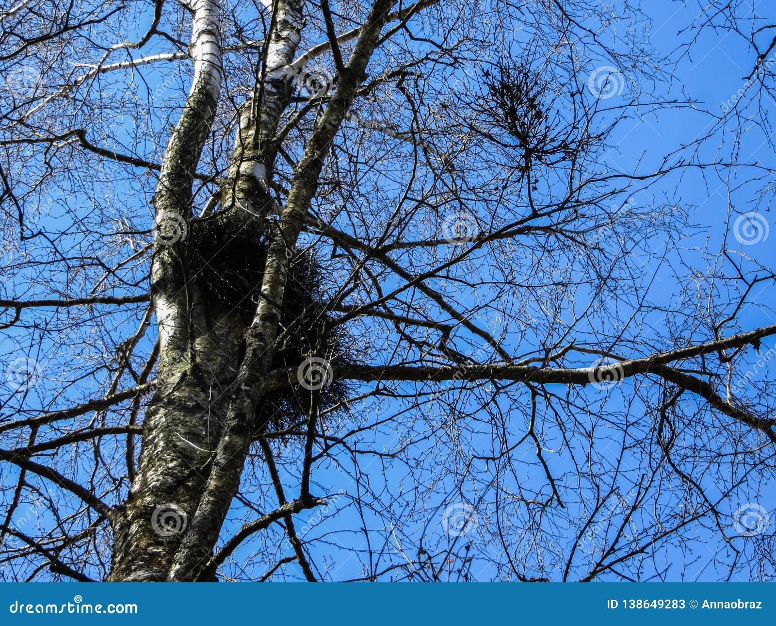 Nests of Birds from Twigs on Tree Branches Stock Image - Image of ...