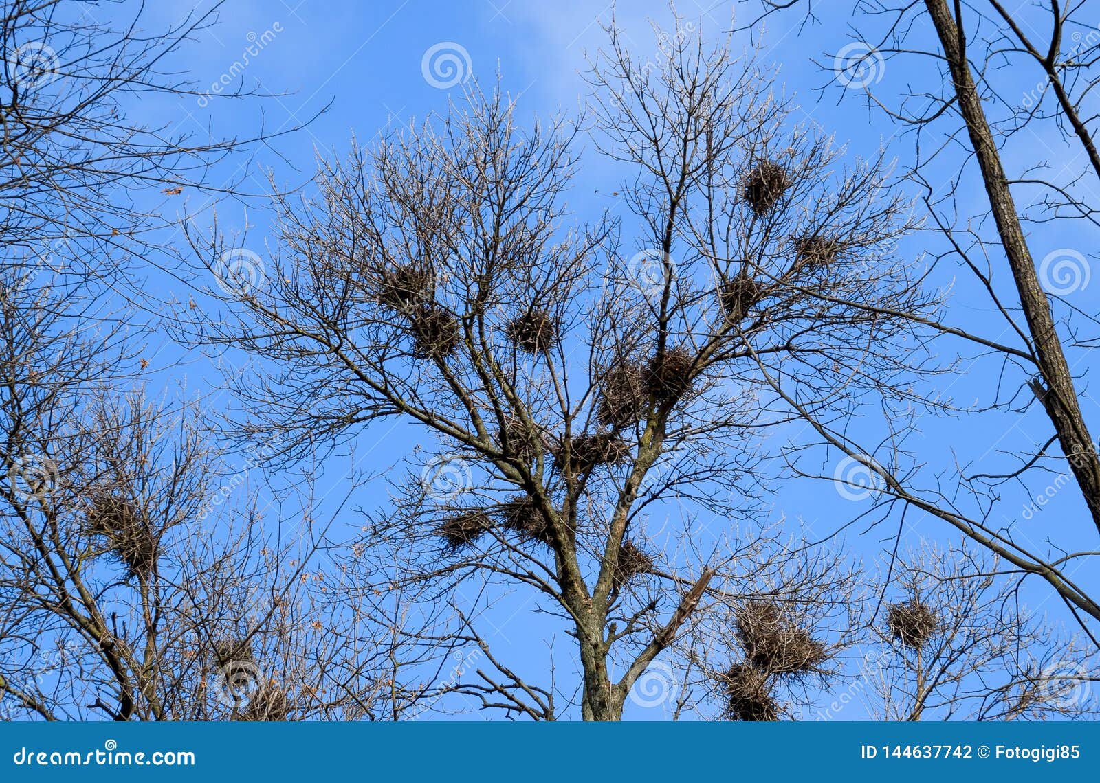 Crows In Trees, Darkness, Birds. Crows Nest, Big Black Bird Crowd ...