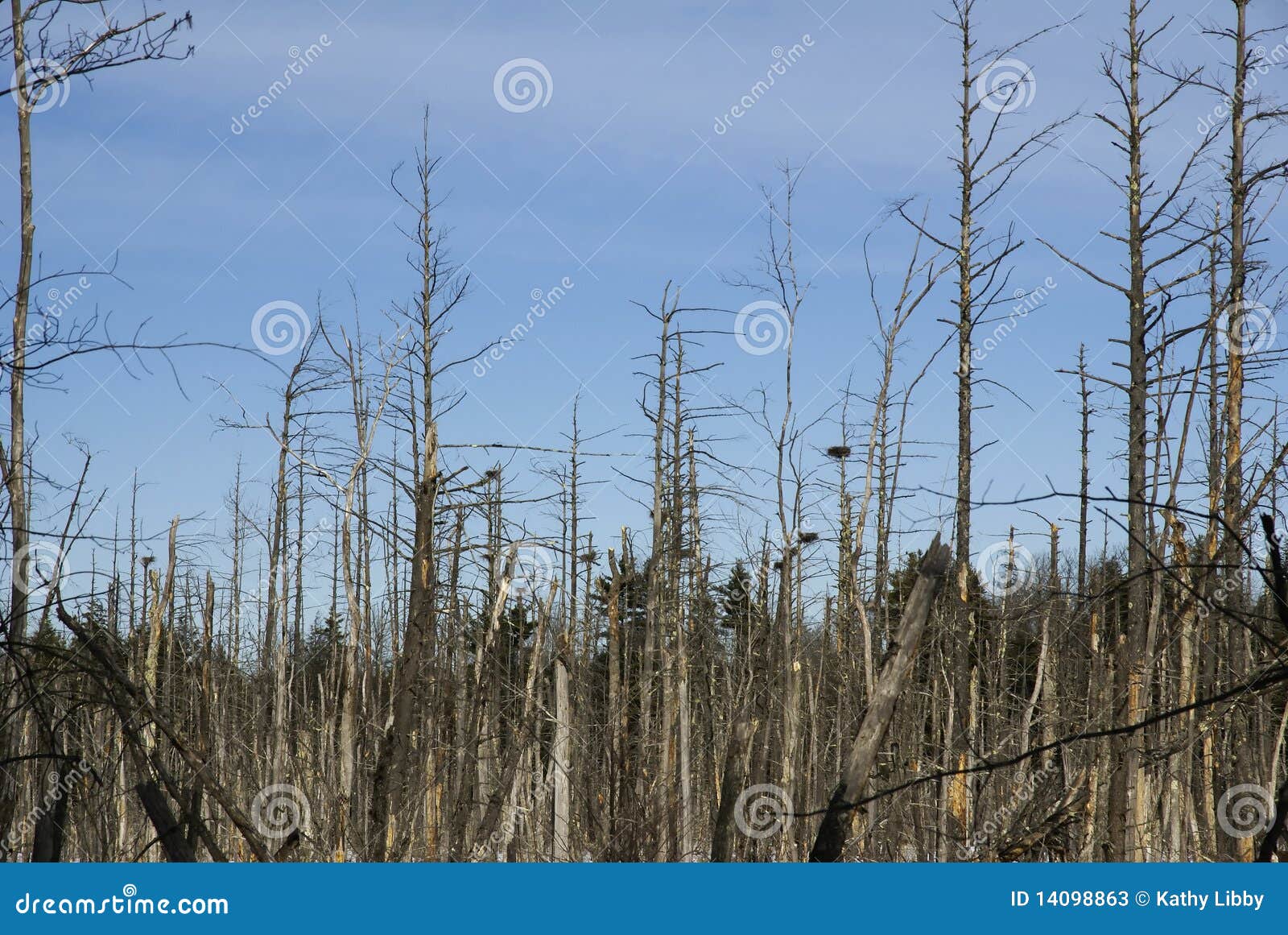 Nests in the Trees stock image. Image of swamp, pine - 14098863