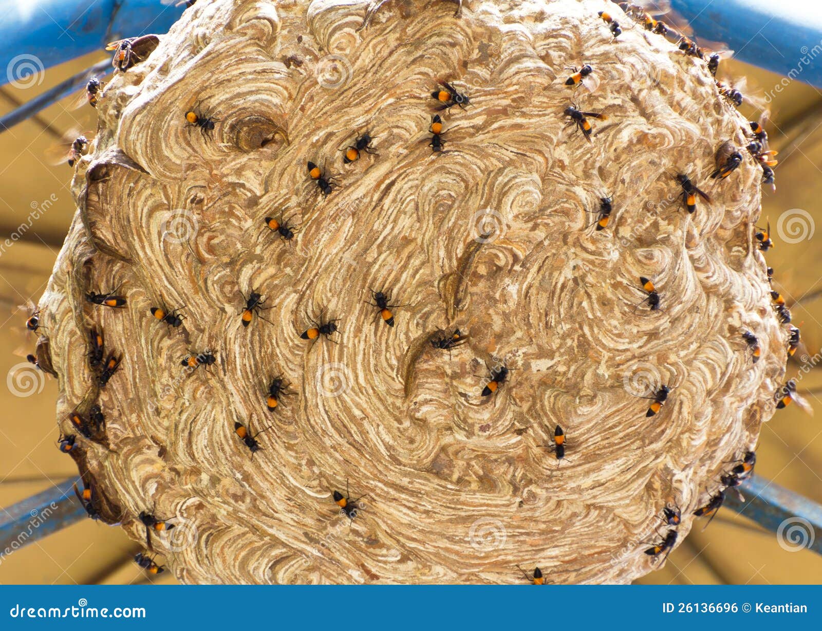 Nests Wasps colony. stock photo. Image of colony, gray - 26136696