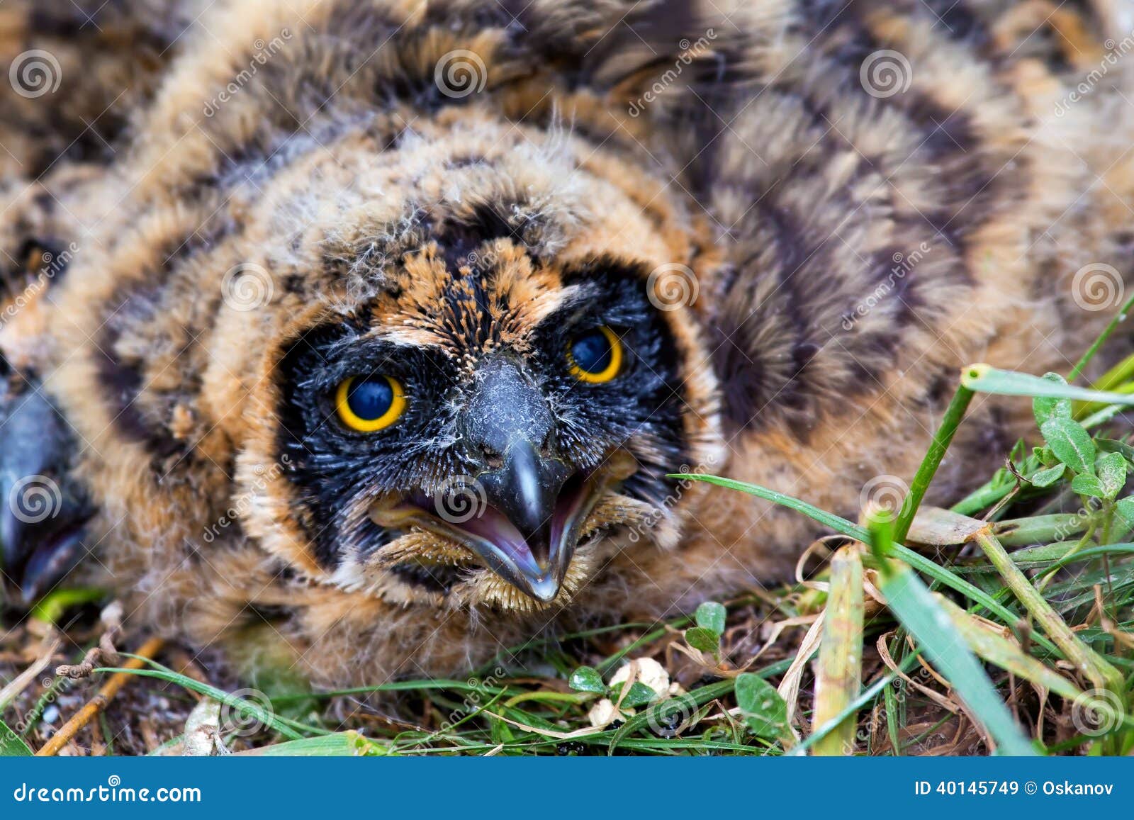 Nestvogel Van Uil Met Korte Oren Stock Afbeelding - Image of leuk ...