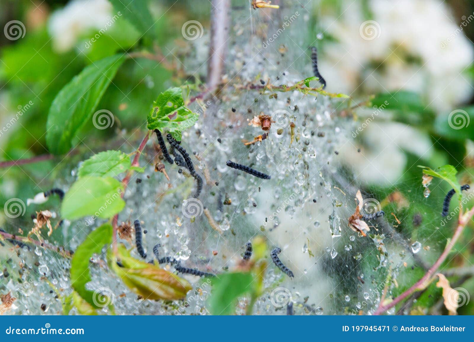 Apple Ermine Moth Larvae Colony On Apple Tree Royalty-Free Stock ...
