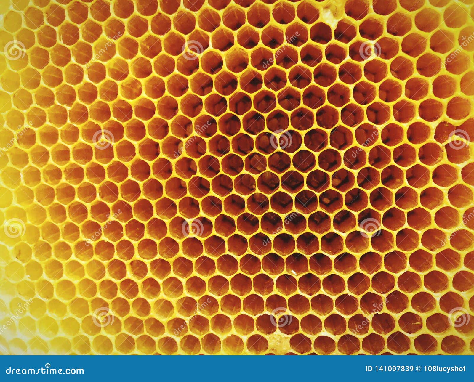 Net bee ,animal home stock image. Image of animal, yellow - 141097839