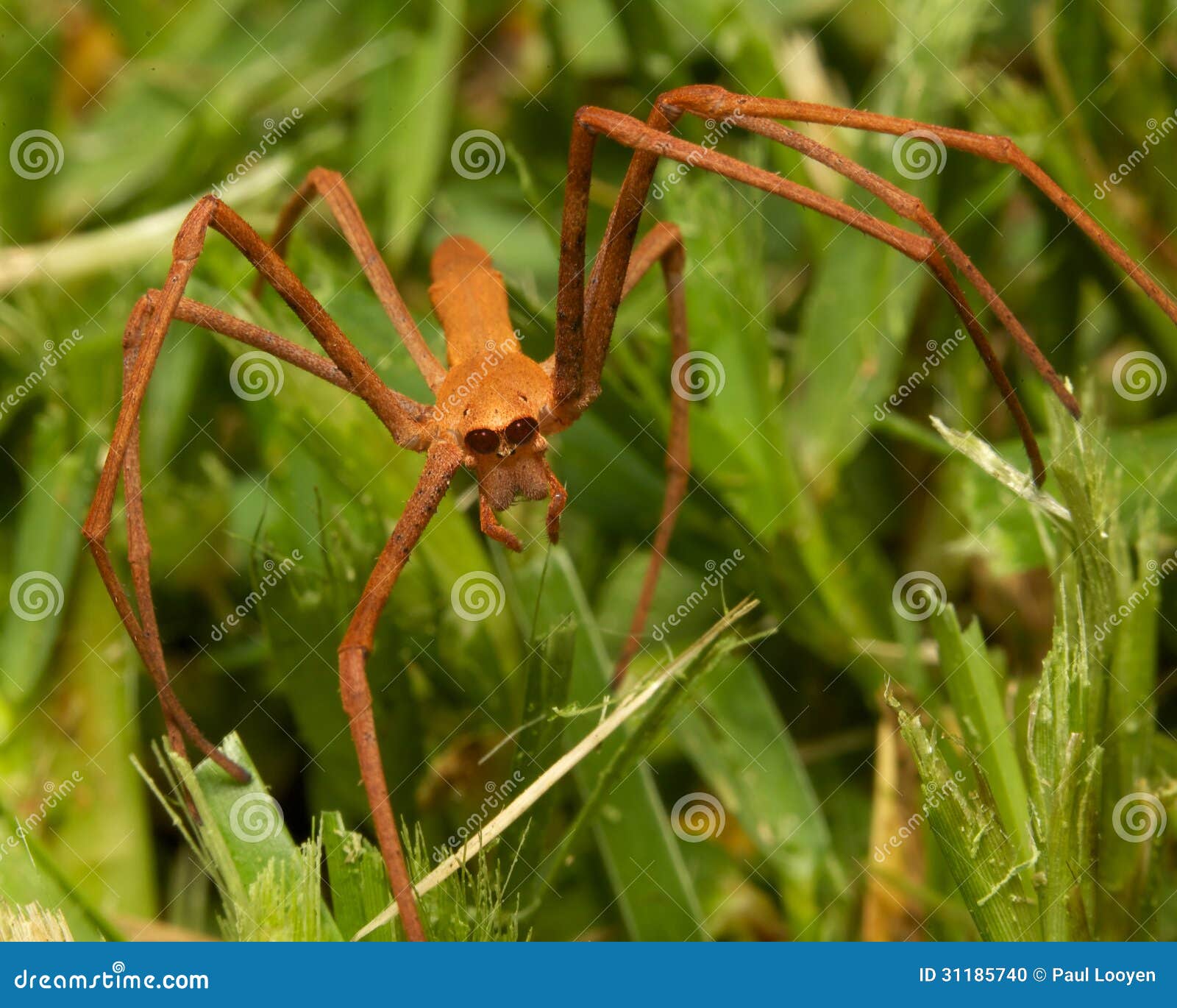 Net-casting Spider stock photo. Image of animal, close - 31185740