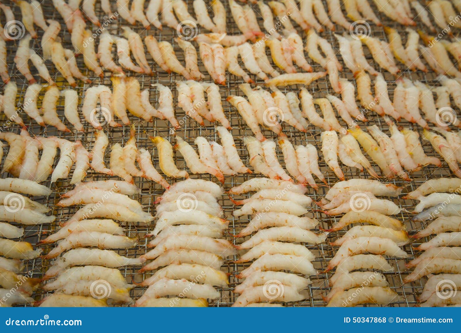 Net Covered in Shrimp, Drying Stock Photo - Image of shrimp, food: 50347868
