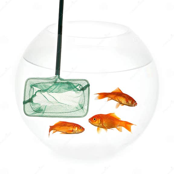 Net and fish stock photo. Image of angling, clear, concept - 1745318