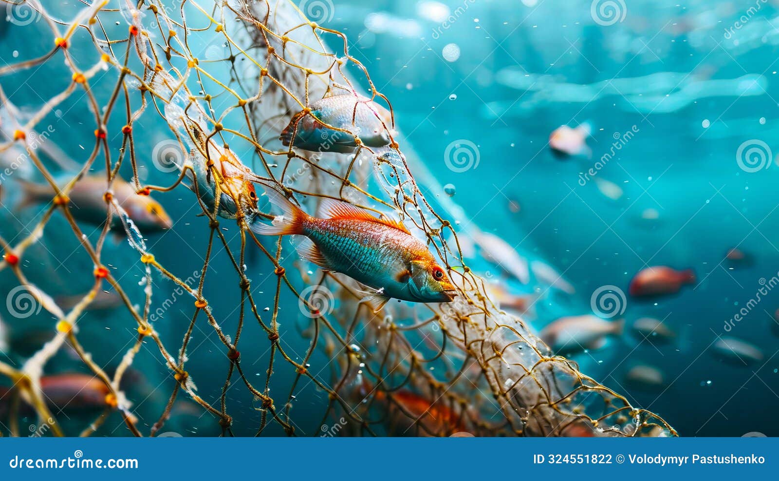 A Net with Fish Swimming in it Stock Photo - Image of aqua, swimming ...