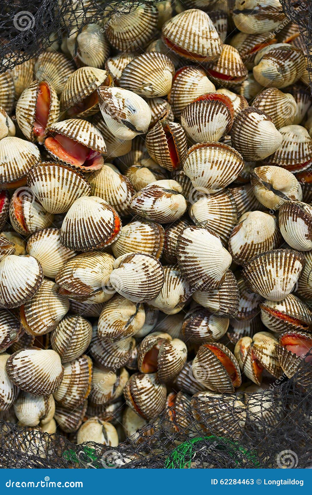 Net with Fresh Catch of Shells Stock Image - Image of shells, fish ...