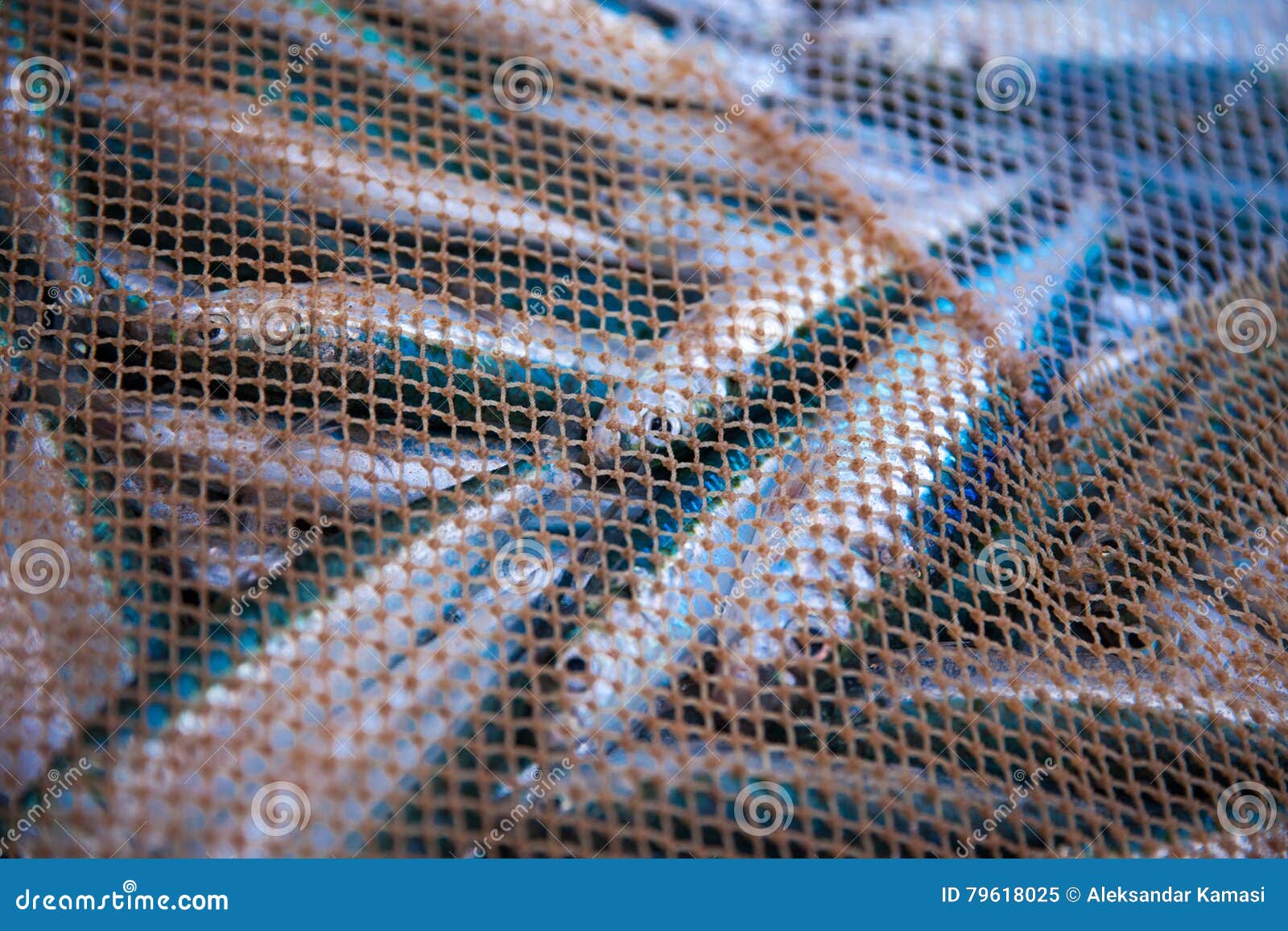 Net full of fish stock image. Image of catch, animals - 79618025