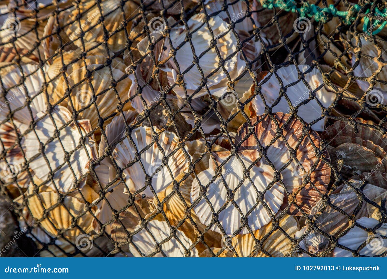 Net full of sea shells stock image. Image of travel - 102792013