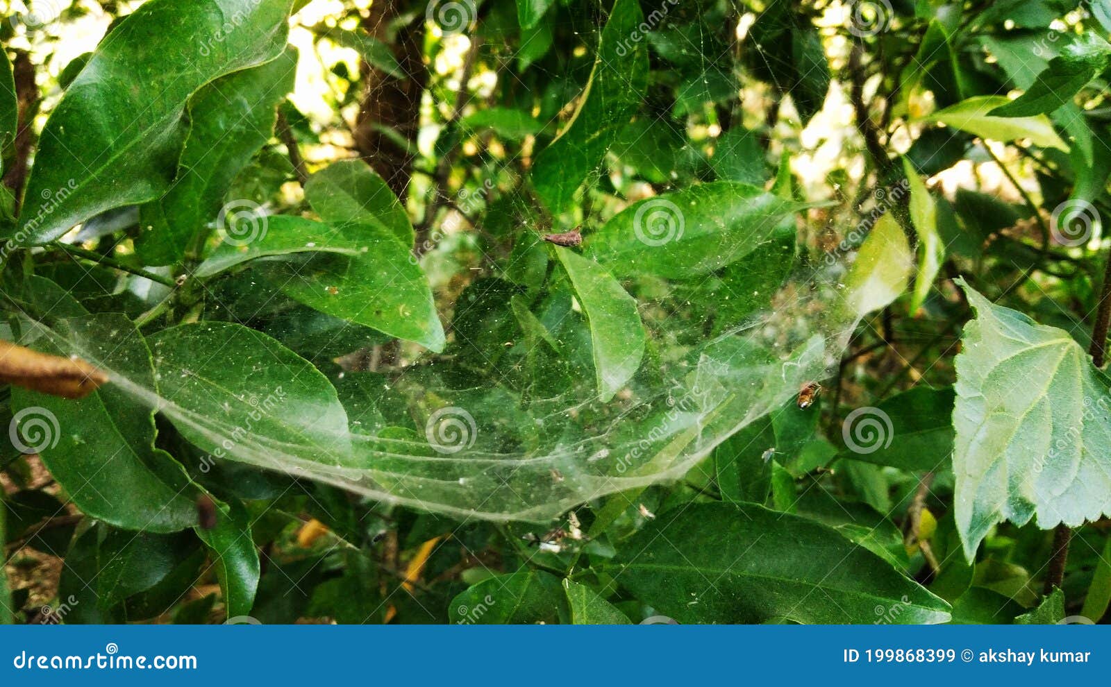Net or home of spider stock image. Image of herb, food - 199868399
