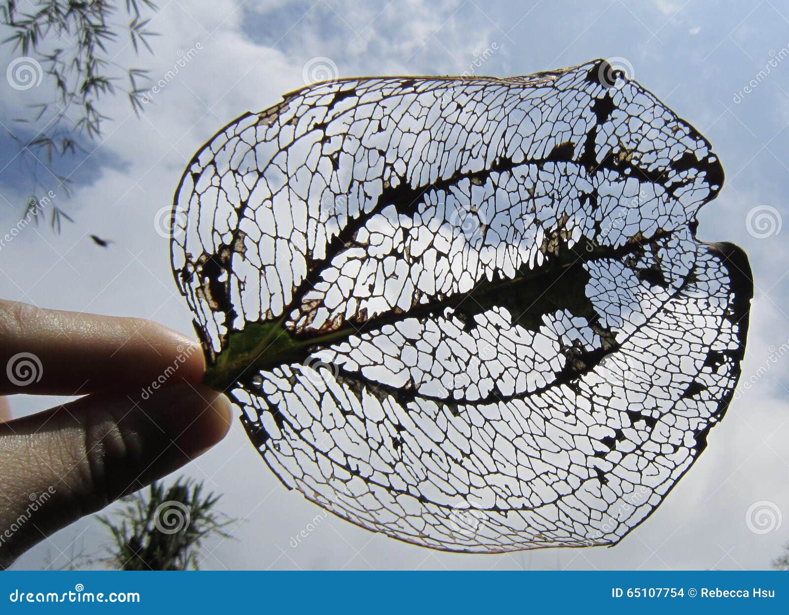 Net leaves stock photo. Image of nature, leaves, still - 65107754