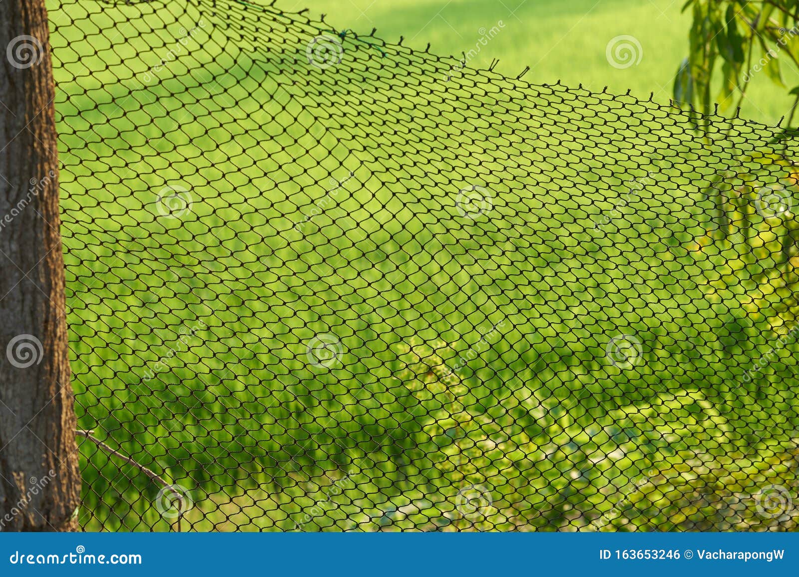 Net Made by Nylon in Argriculture Herd Grow Benefit Stock Photo - Image ...
