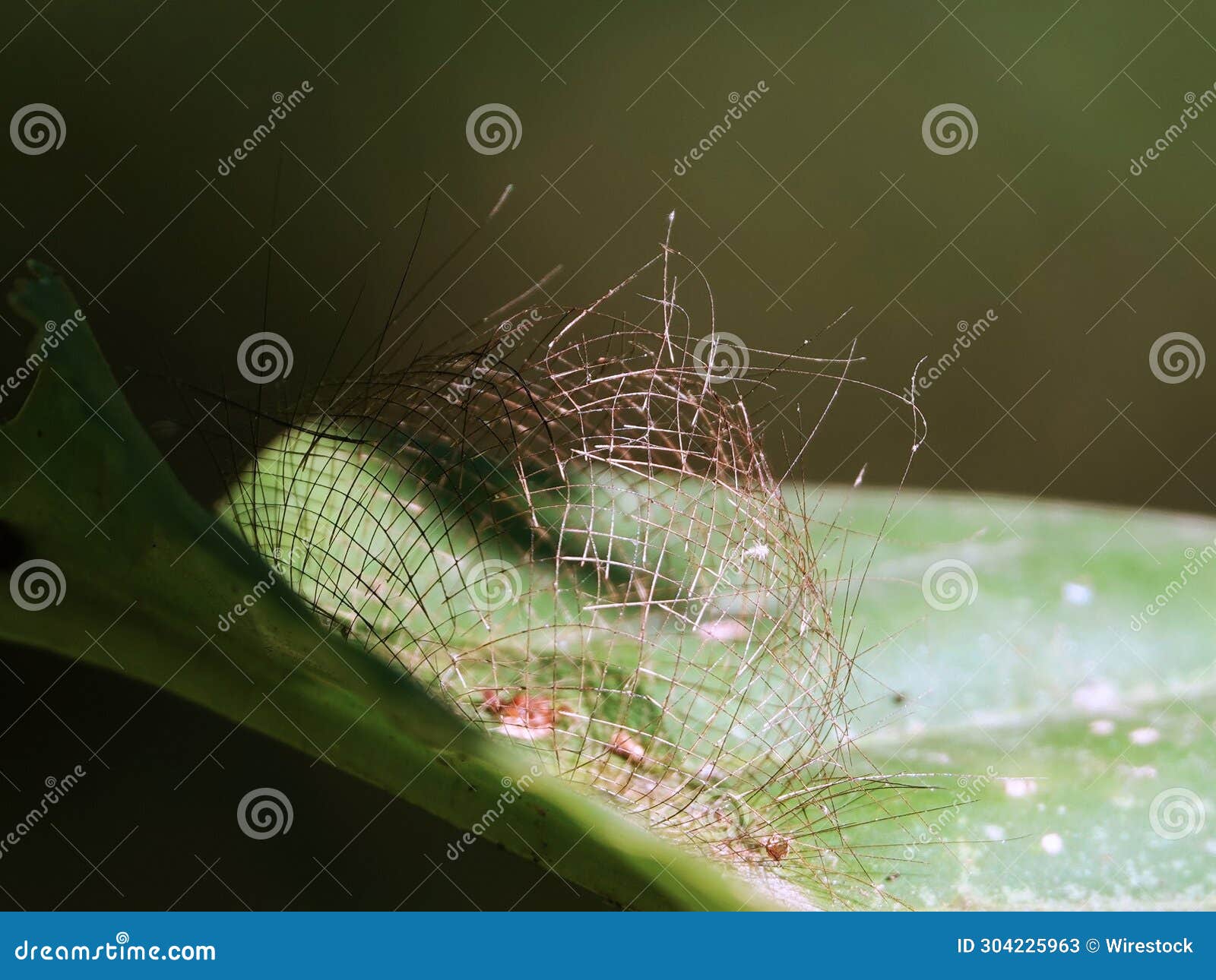 Net Nest-like Structure on a Green Leaf Stock Image - Image of green ...