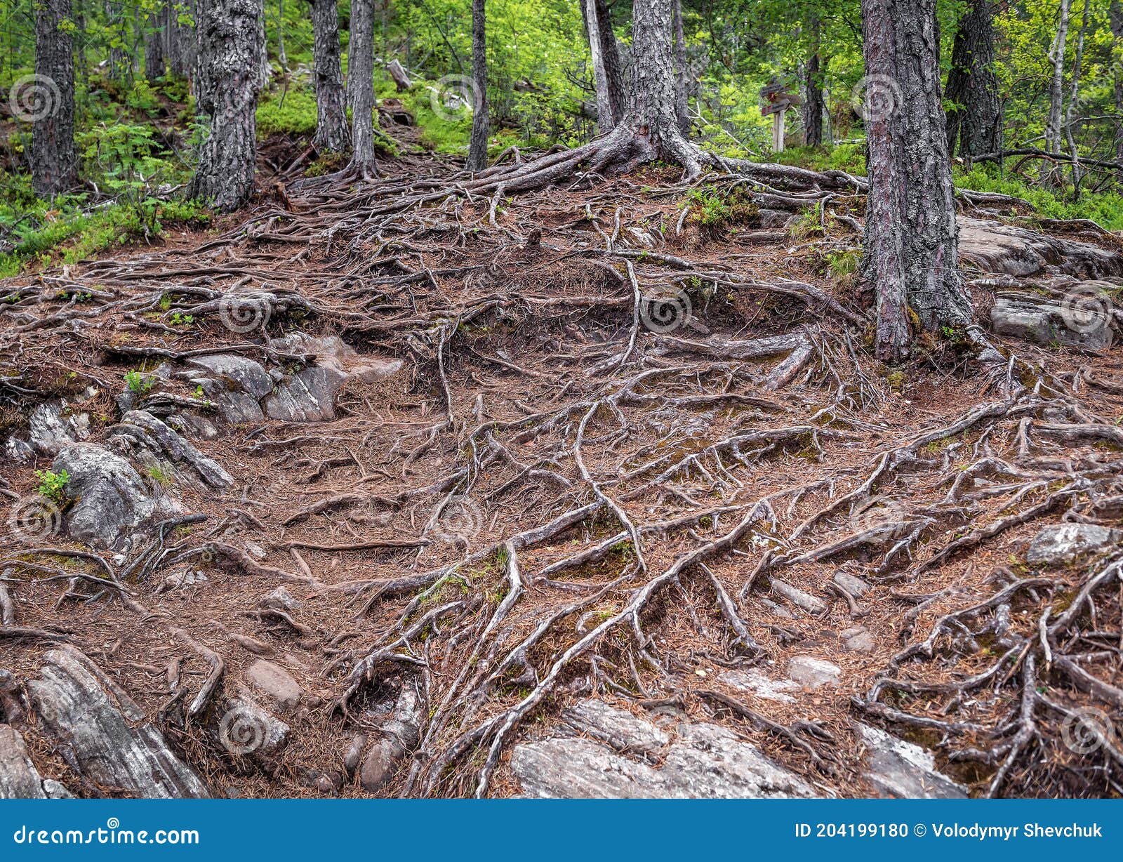 Net of tree roots stock photo. Image of moss, forest - 204199180