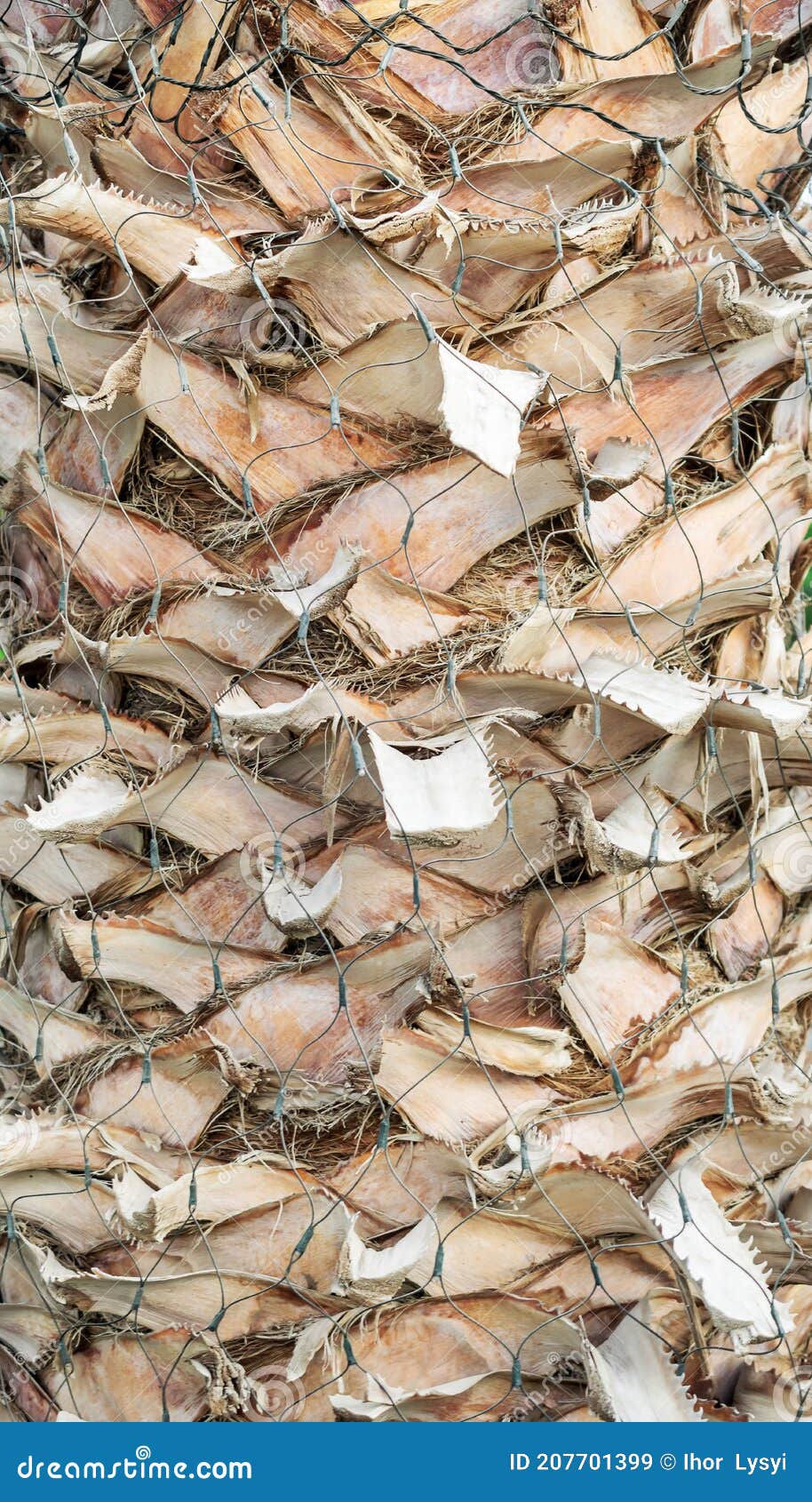 The Net on the Trunk of the Palm Tree As Abstract Background Stock ...
