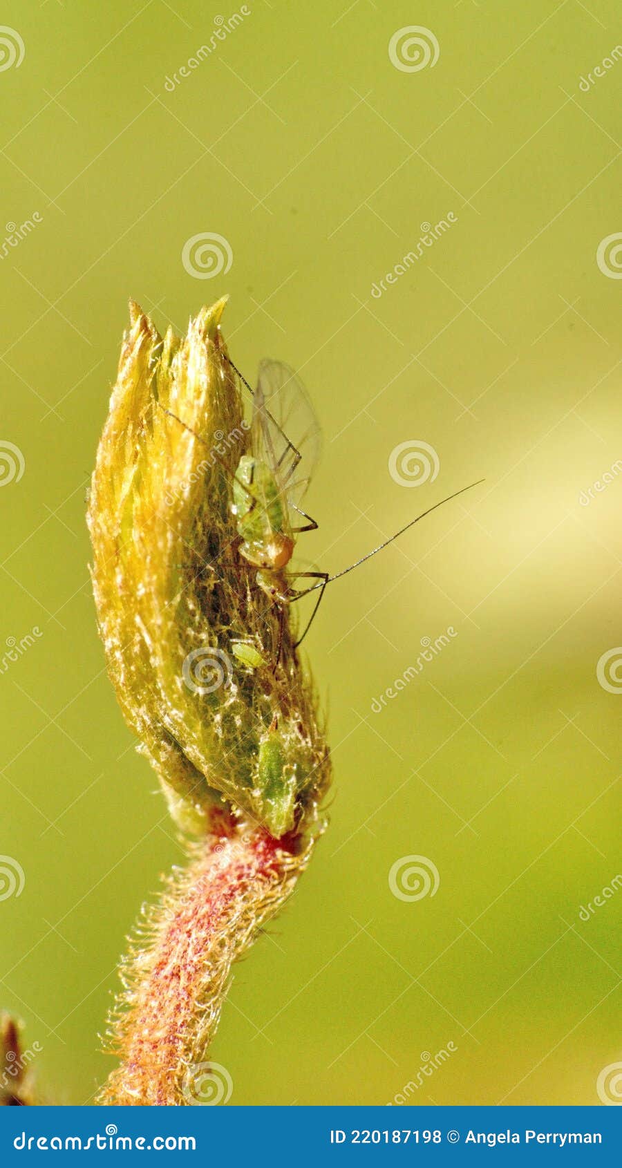 Net winged insect on a bud stock photo. Image of south - 220187198