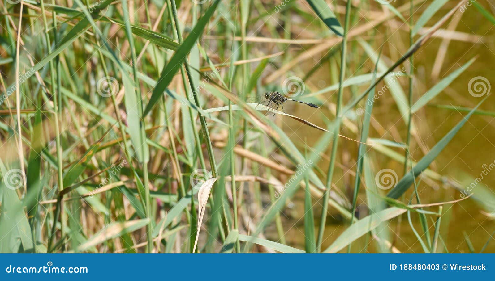 Net-winged Insect on a Grass Stock Image - Image of nature, closeup ...