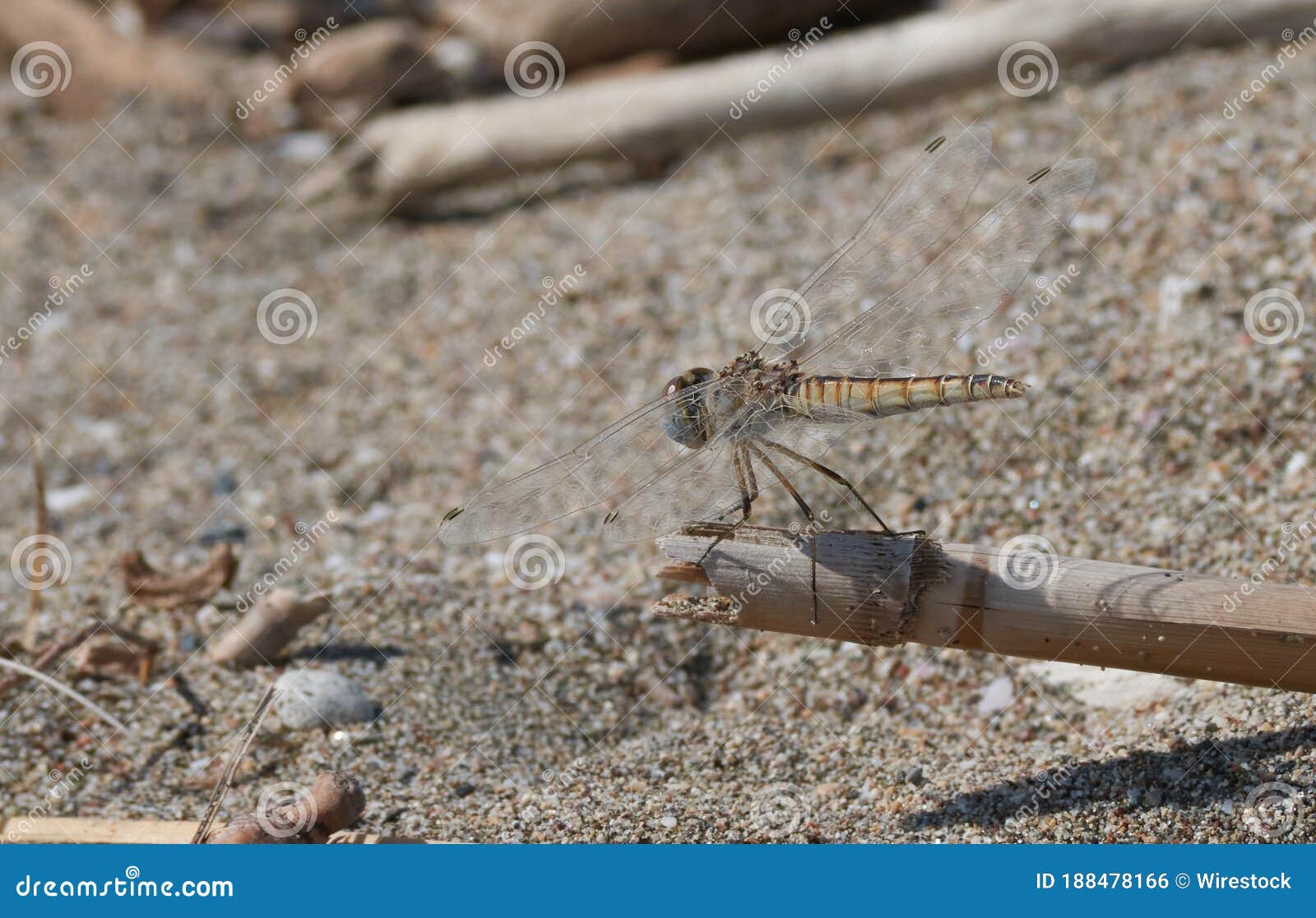 Net-winged Insect on Top of a Wooden Stick Stock Photo - Image of ...
