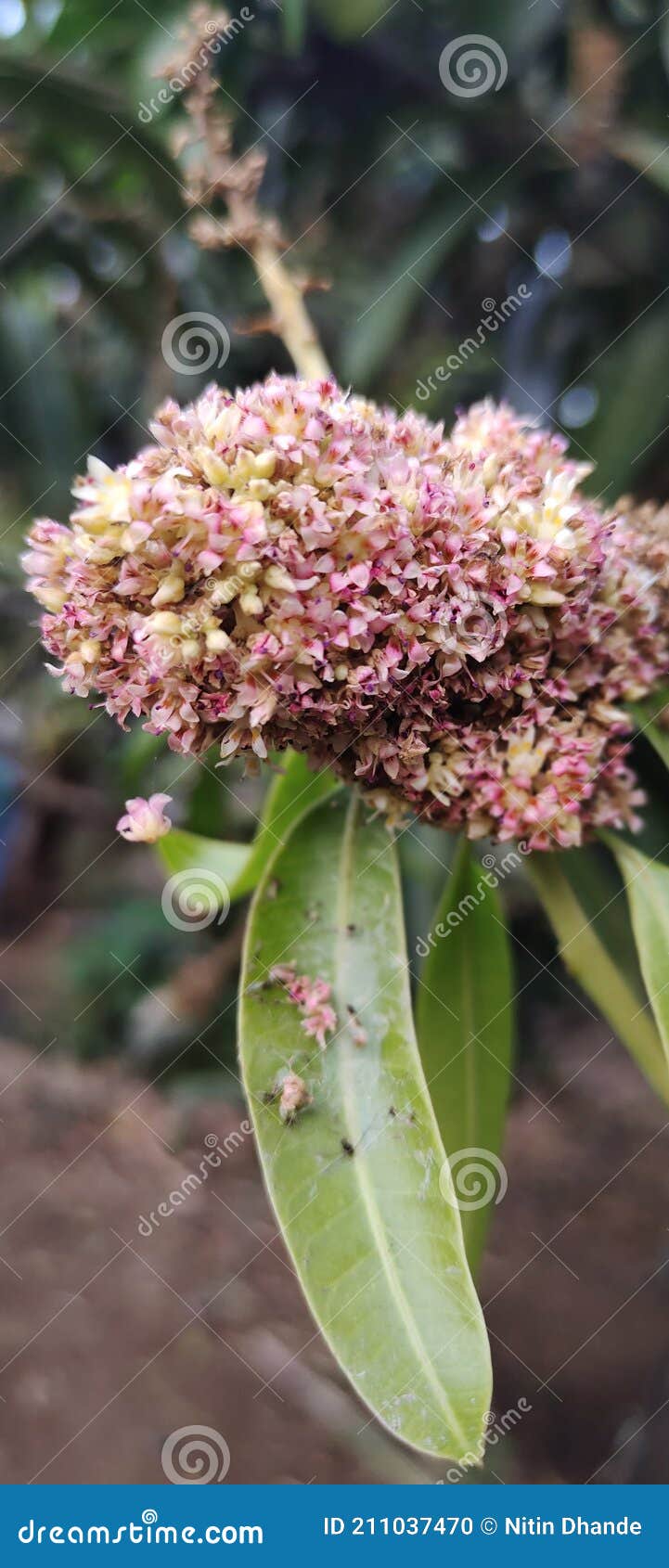 Netcher stock photo. Image of tree, nature, lilac, blossom - 211037470