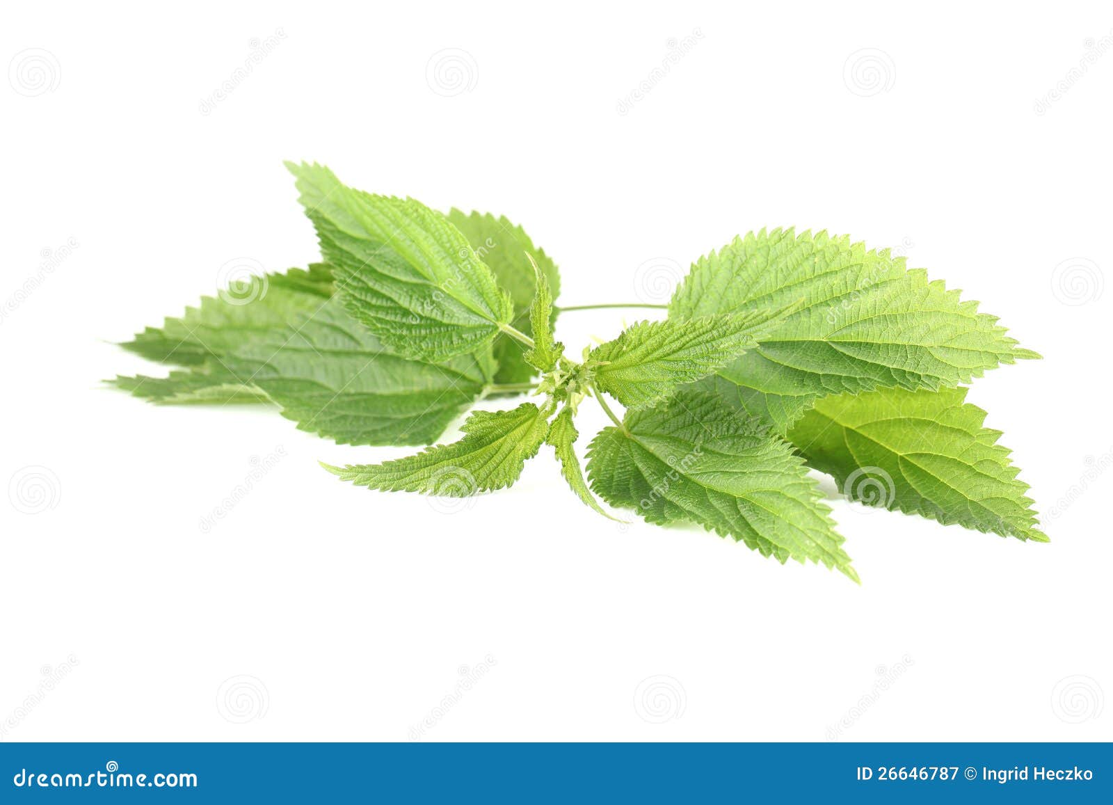 Netel stock afbeelding. Image of stam, niemand, blad - 26646787