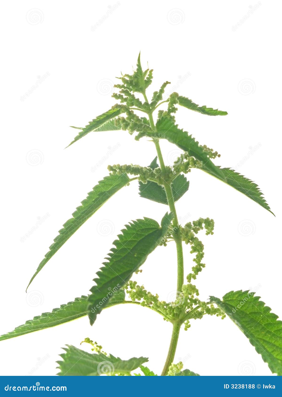 Netel stock foto. Image of nave, urineleider, blad, kruiden - 3238188